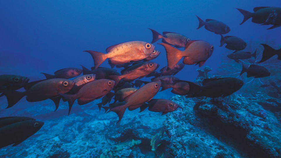 Blue Heart – zu Ehren der Meere | Wellness Magazin – The way of life