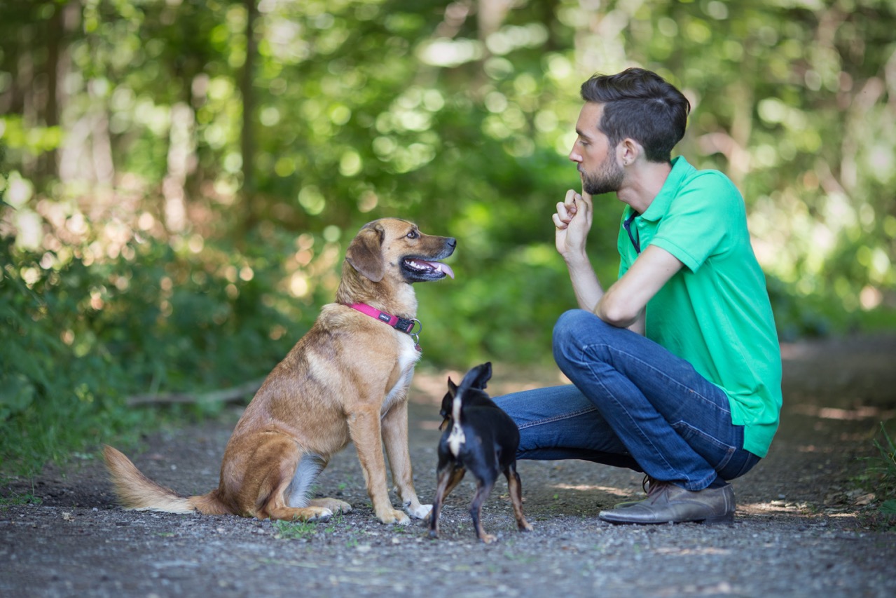 Der Hund: ein treuer Menschenkenner. Living with dogs #1 | Wellness ...
