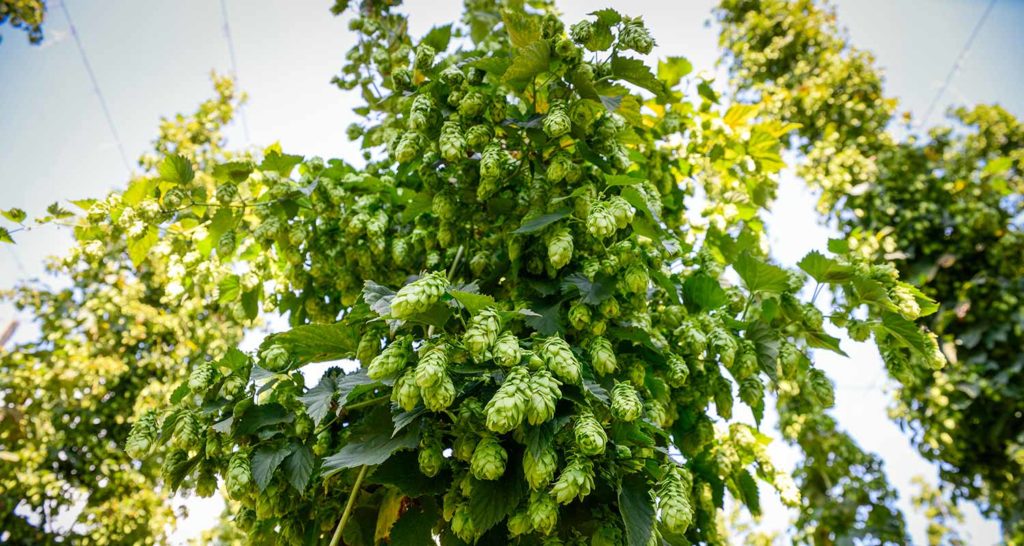 Hopfen: Alles über Anbau, Sorten und Bierproduktion | Wellness Magazin ...
